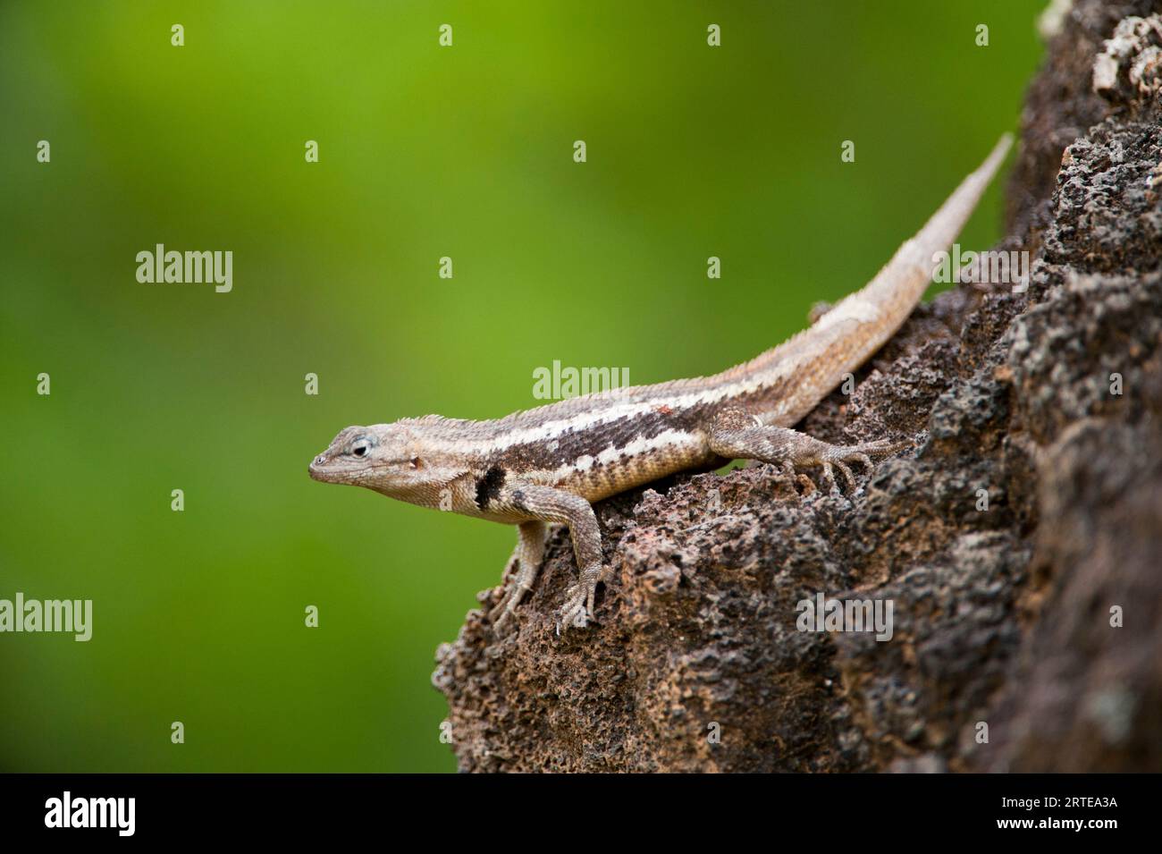 Male San Cristobal lava lizard (Microlophus bivittatus) in Galapagos ...