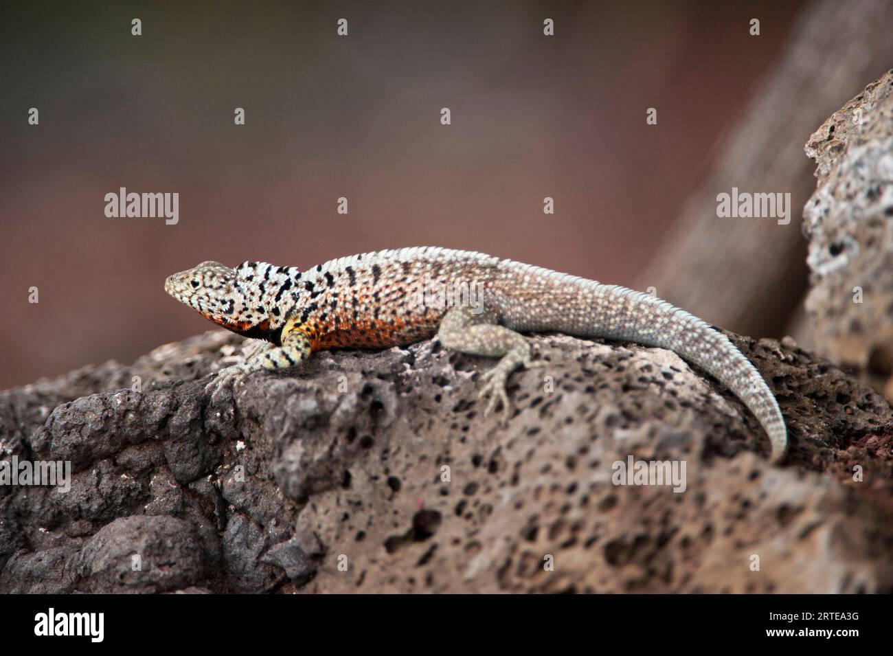 Tropical islands lizards hi-res stock photography and images - Alamy