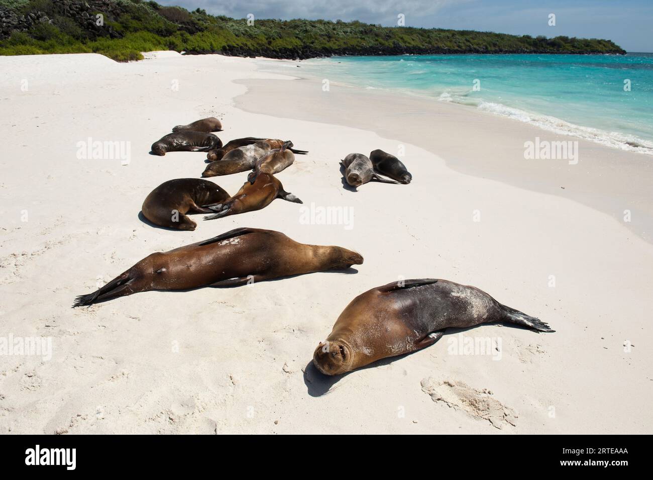Galapagos sea lions (Zalophus wollebaeki) loll on the beach on Espanola ...