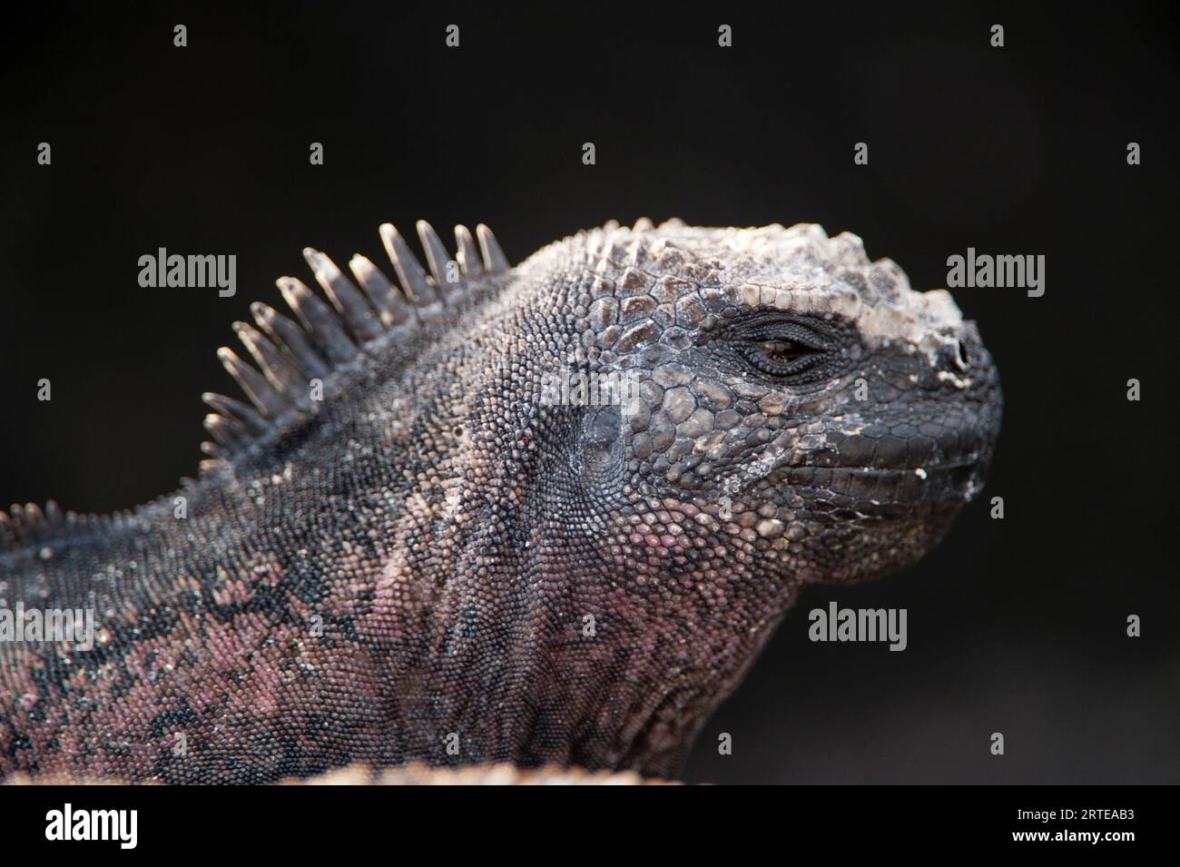 Espanola marine iguana (Amblyrhynchus cristatus venustissimus) in ...