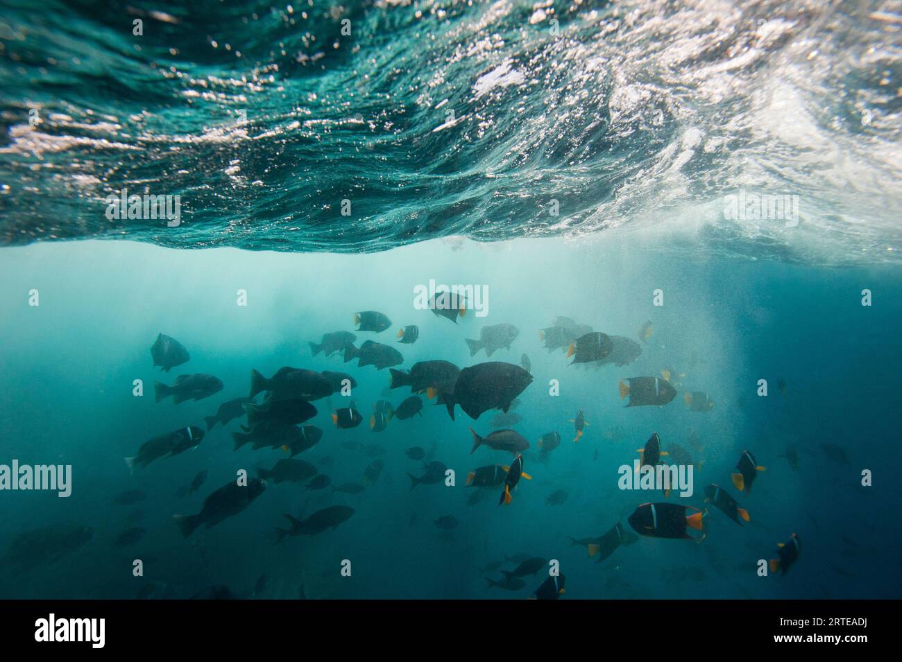 School of fish swim near Floreana Island in the Pacific Ocean of ...