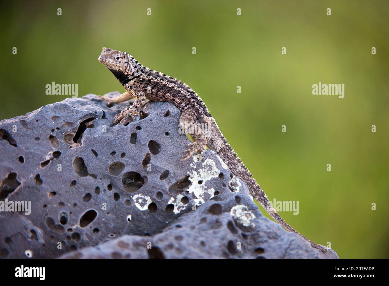 Floreana lava lizard (Microlophus grayii) on Floreana Island in ...