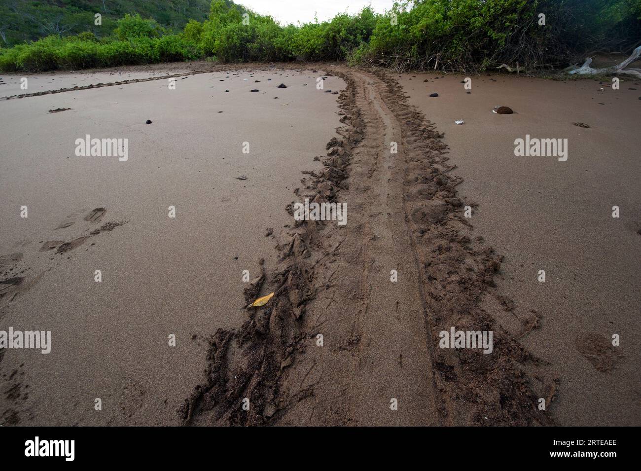 Sea turtle tracks on Floreana Island in Galapagos National Park ...