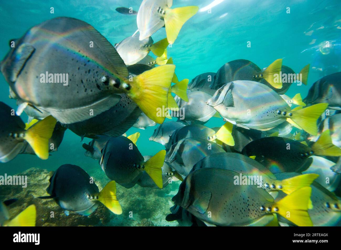 Close-up of a school of Razor surgeonfish (Prionurus laticlavius) in ...