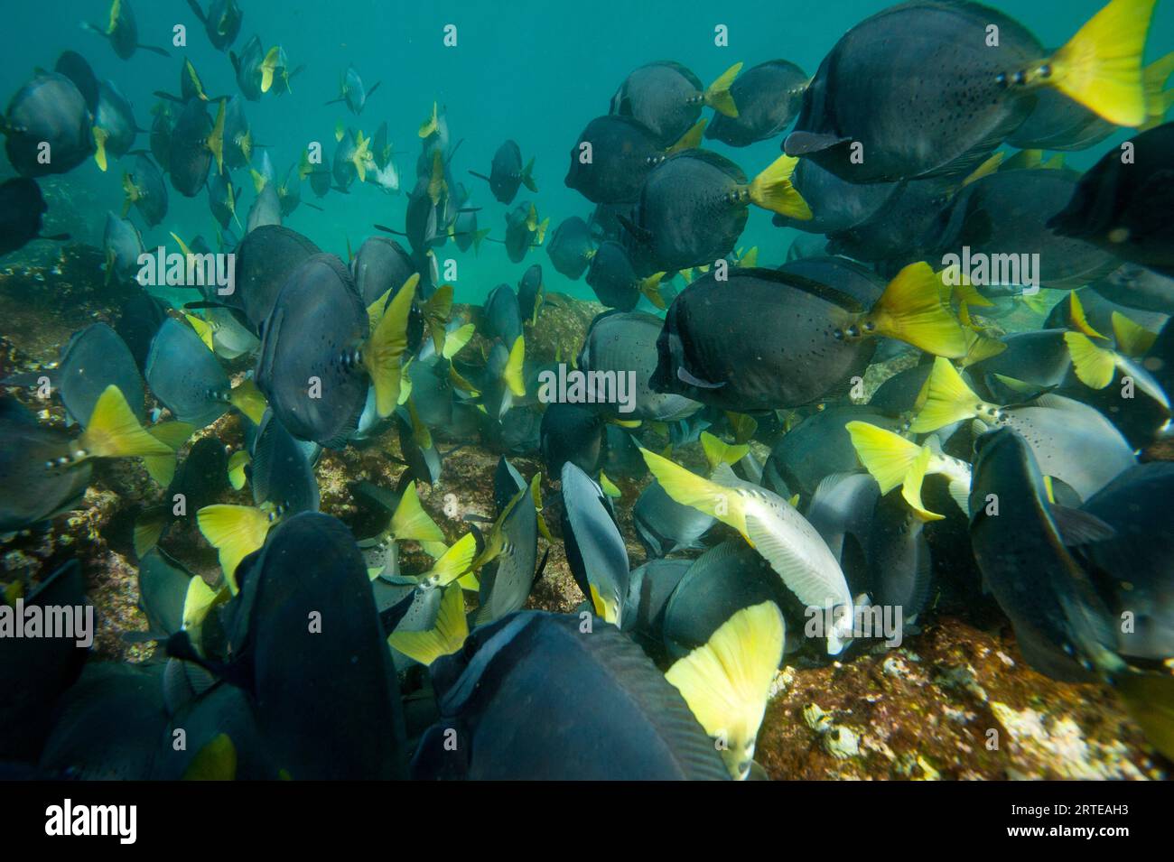 School of Razor surgeonfish (Prionurus laticlavius) in the Galapagos ...
