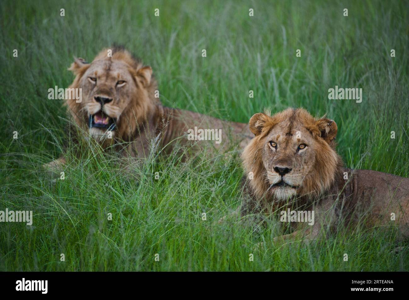 Pair of male African lions (Panthera leo) resting at a safari lodge in ...