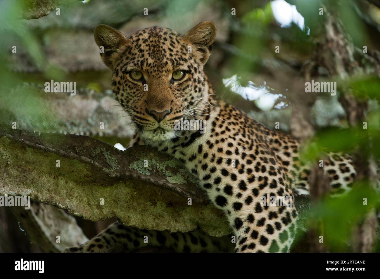 Young female Leopard (Panthera pardus) rests in an euphorbia tree in ...