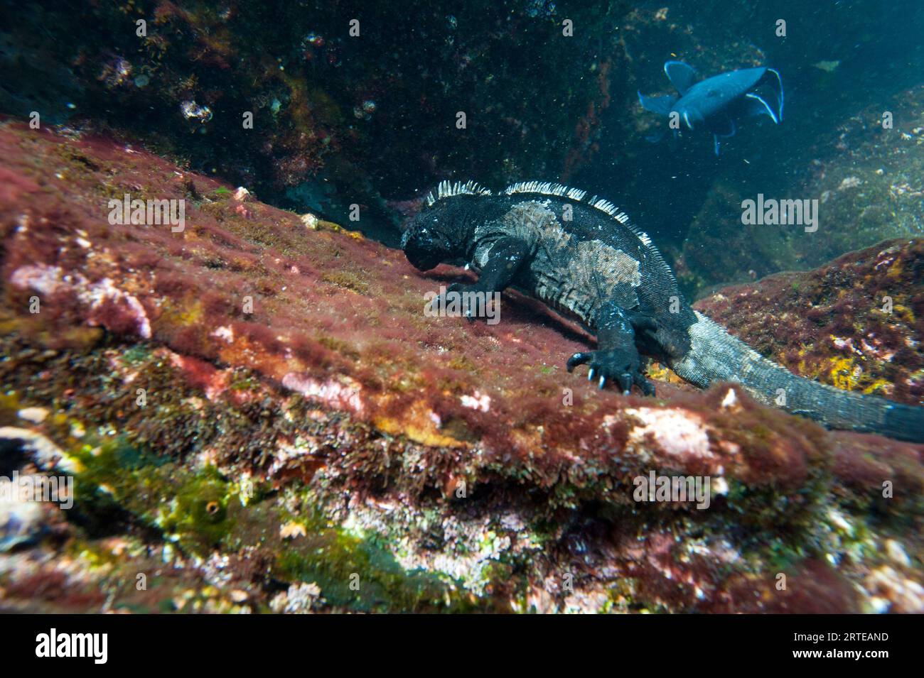 Marine iguana (Amblyrhynchus cristatus) eating algae underwater in the ...