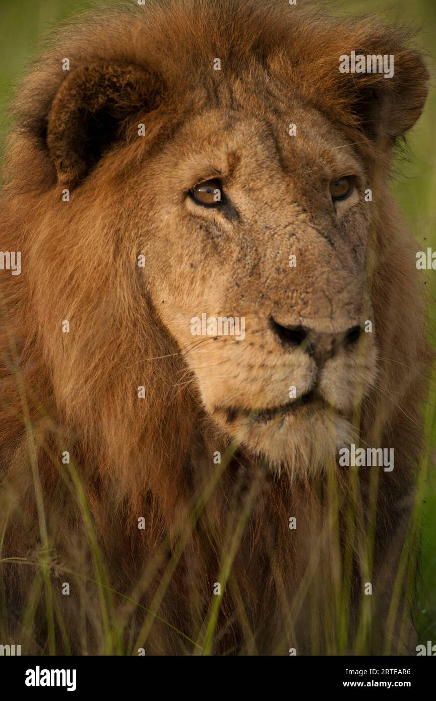 Close-up portrait of Ziwa the Lion (Panthera leo) in Queen Elizabeth ...