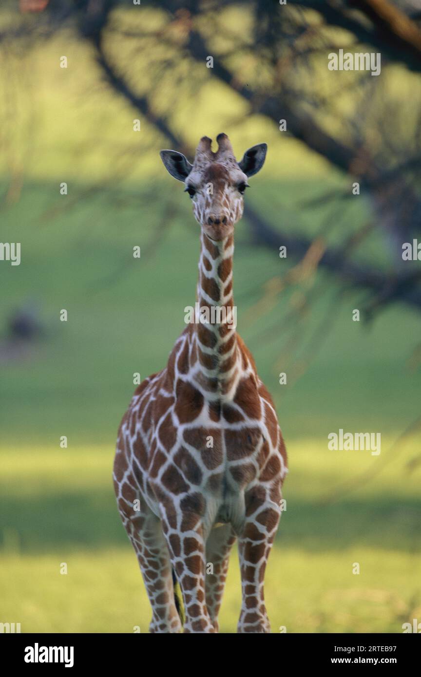 Portrait of a Reticulated giraffe (Giraffa reticulata) in a zoo; Glen ...
