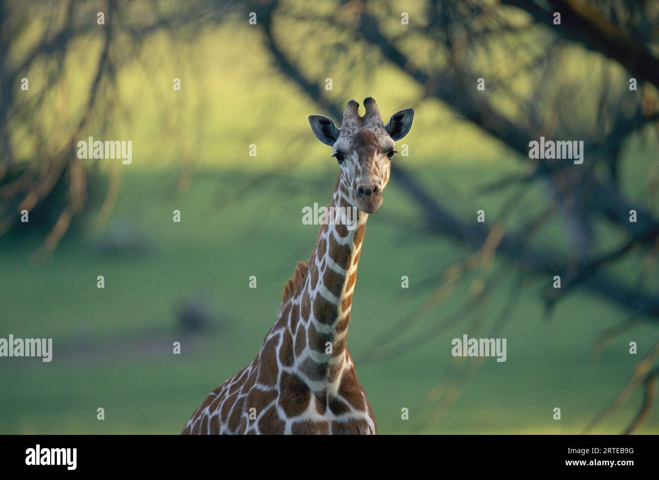 Portrait of a Reticulated giraffe (Giraffa reticulata) in a zoo; Glen ...