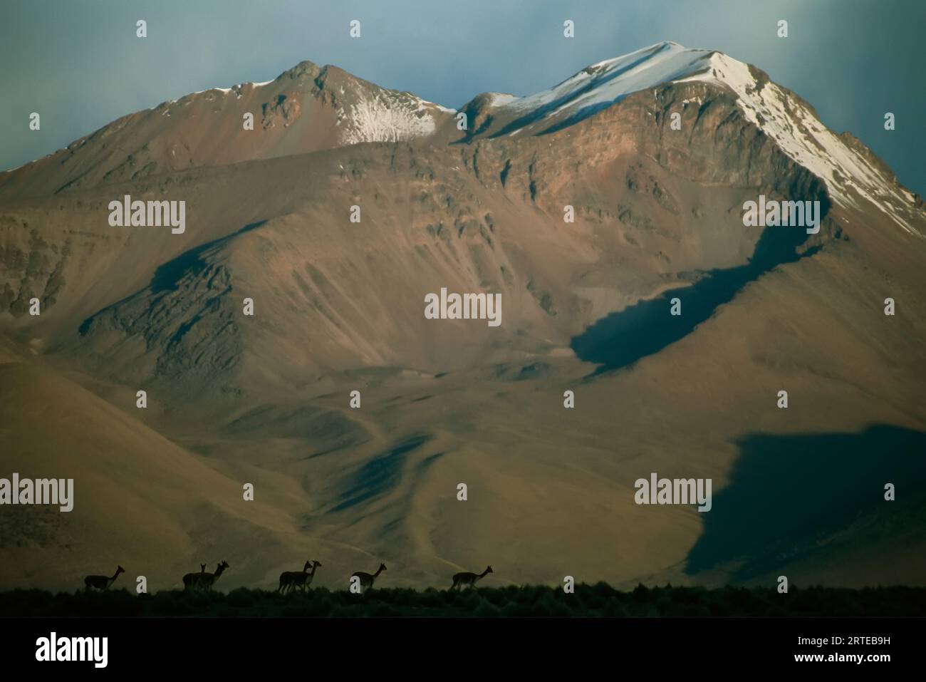 Herd of llamas (Lama glama) silhouetted against the towering Andes ...