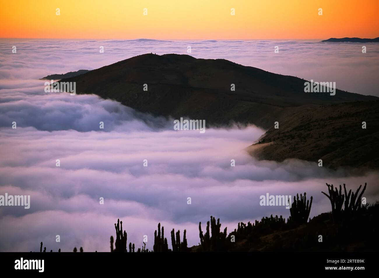Dense coastal fog, or camanchaca, nourishes Atacama Desert life ...