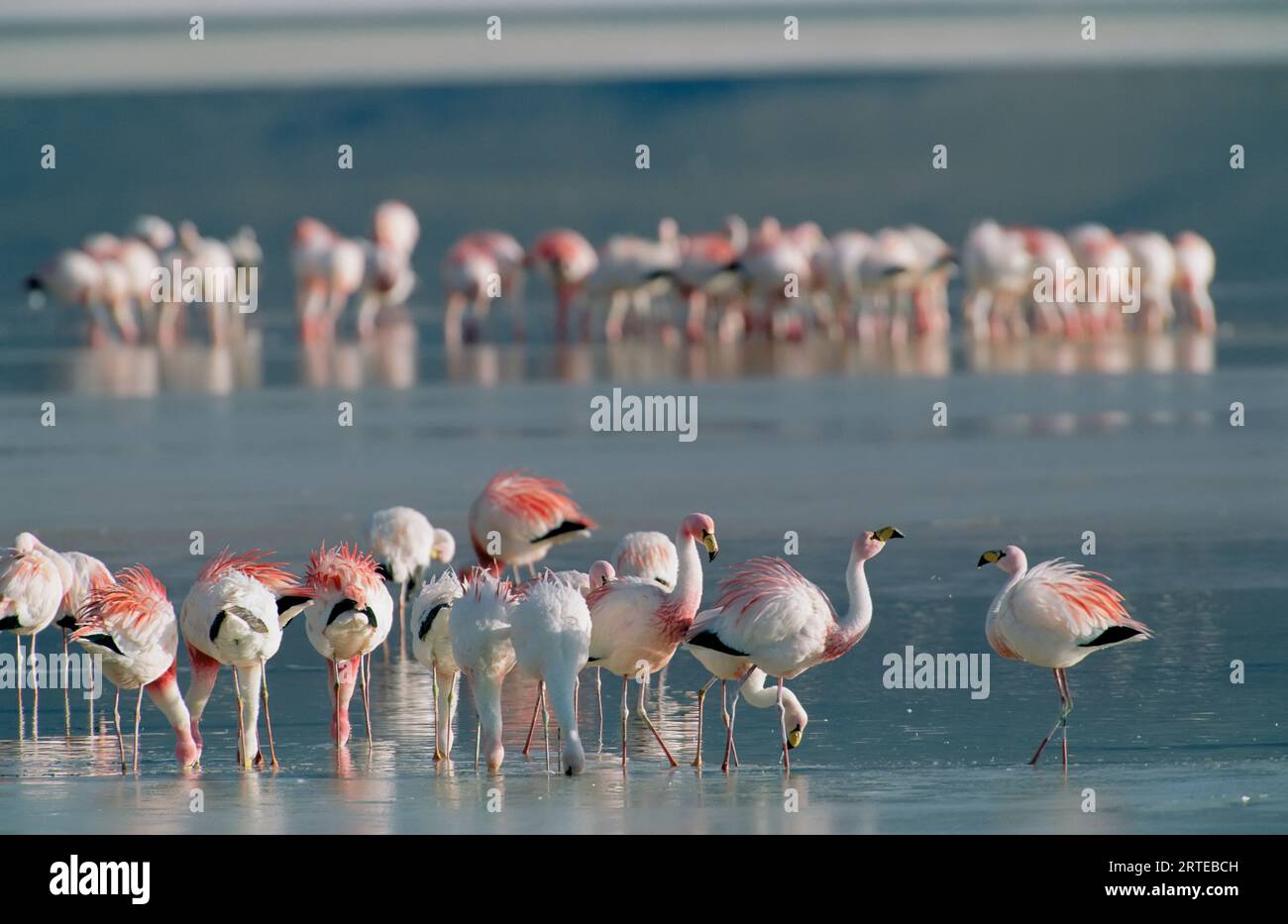 Flamingos standing in urban hi-res stock photography and images - Alamy