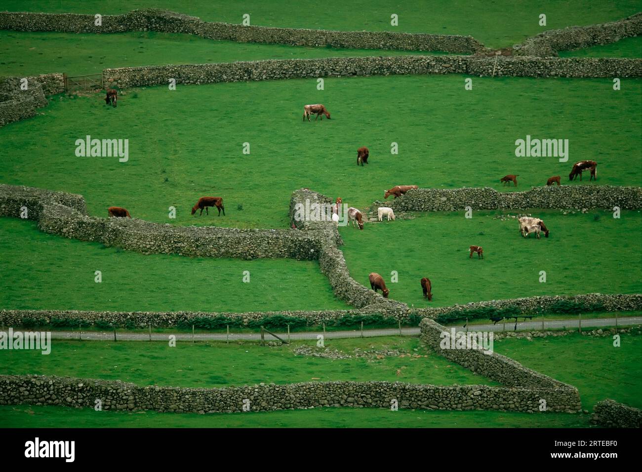 Cattle graze in fields fenced with stone walls at Scafell Pike in ...
