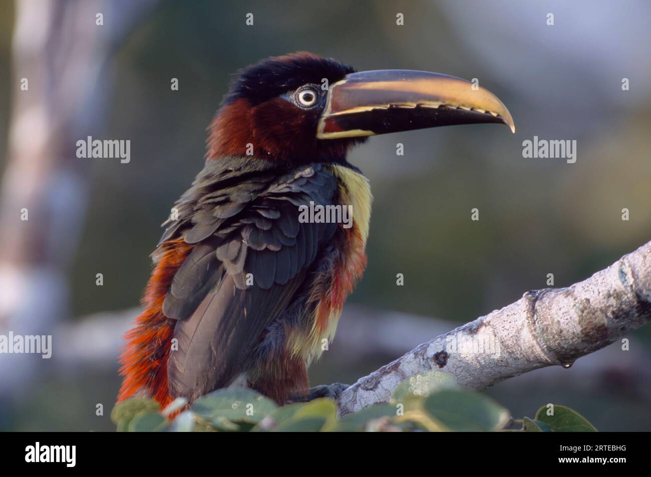 Portrait of a Chestnut-eared aracari (Pteroglossus castanotis) perched ...