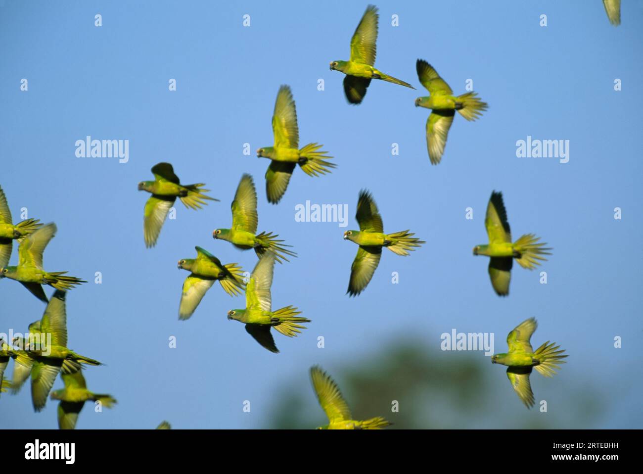 Flock of airborne Peach-fronted parakeets (Eupsittula aurea) against a ...