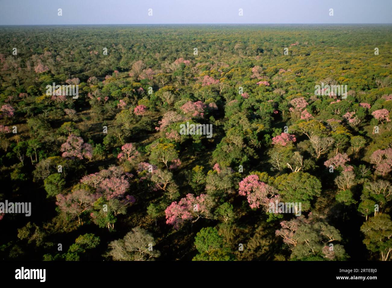Tabebuia heterophylla hi-res stock photography and images - Alamy