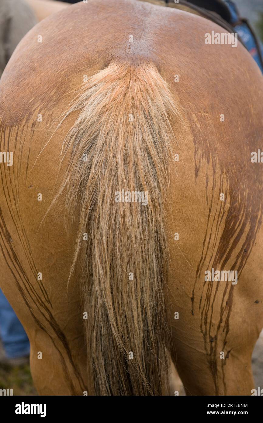 Horse tail horses tails hi-res stock photography and images - Alamy