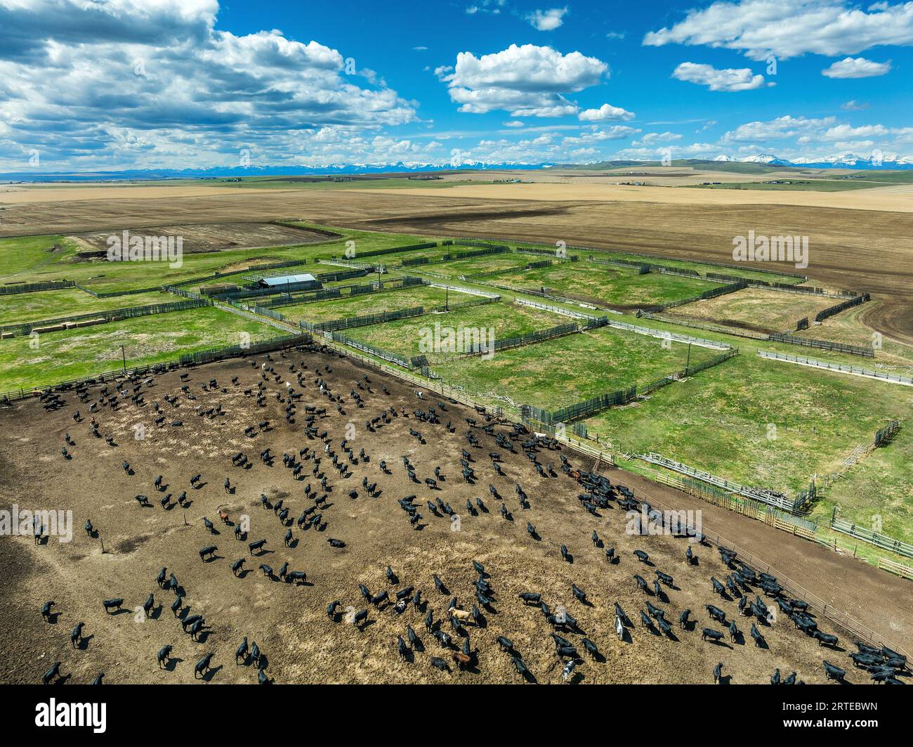 Aerial view of a large, cattle feed lot with a blue sky, clouds and ...