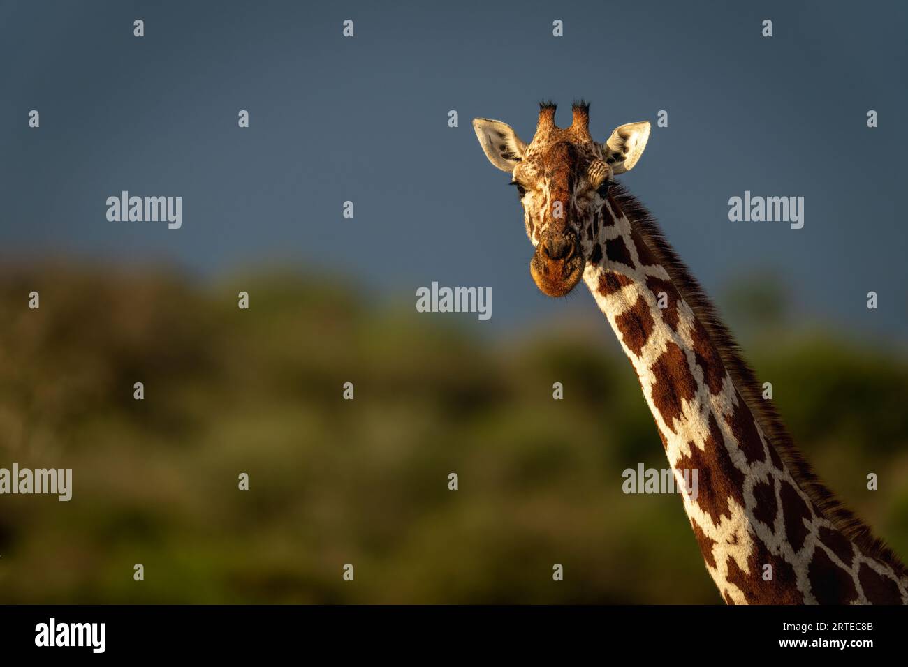 Close-up portrait of the head and neck of a reticulated giraffe ...