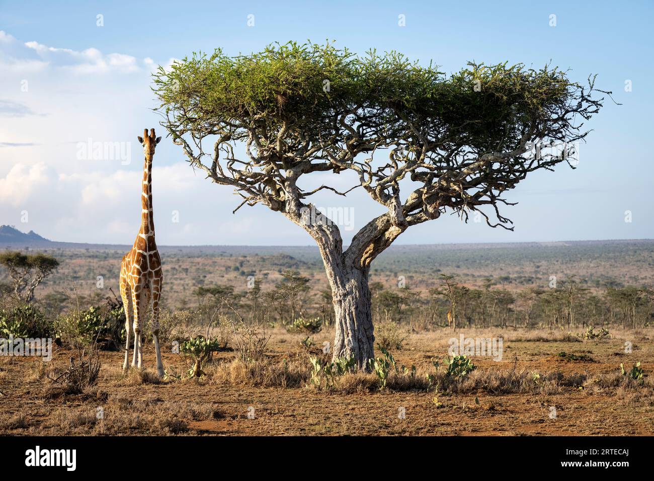 Portrait of a reticulated giraffe (Giraffa reticulata) standing on the ...