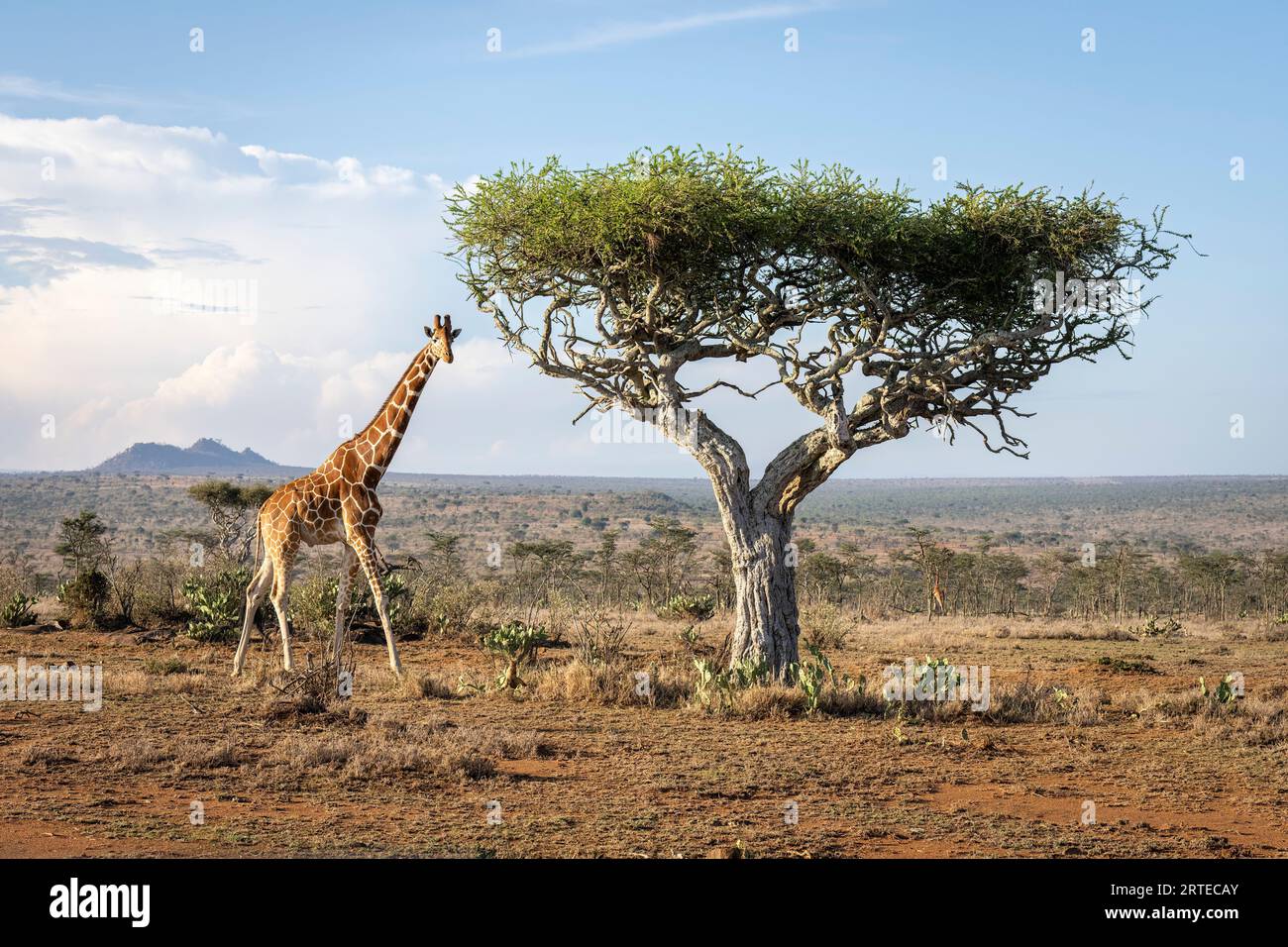 Portrait of a reticulated giraffe (Giraffa reticulata) walking towards ...