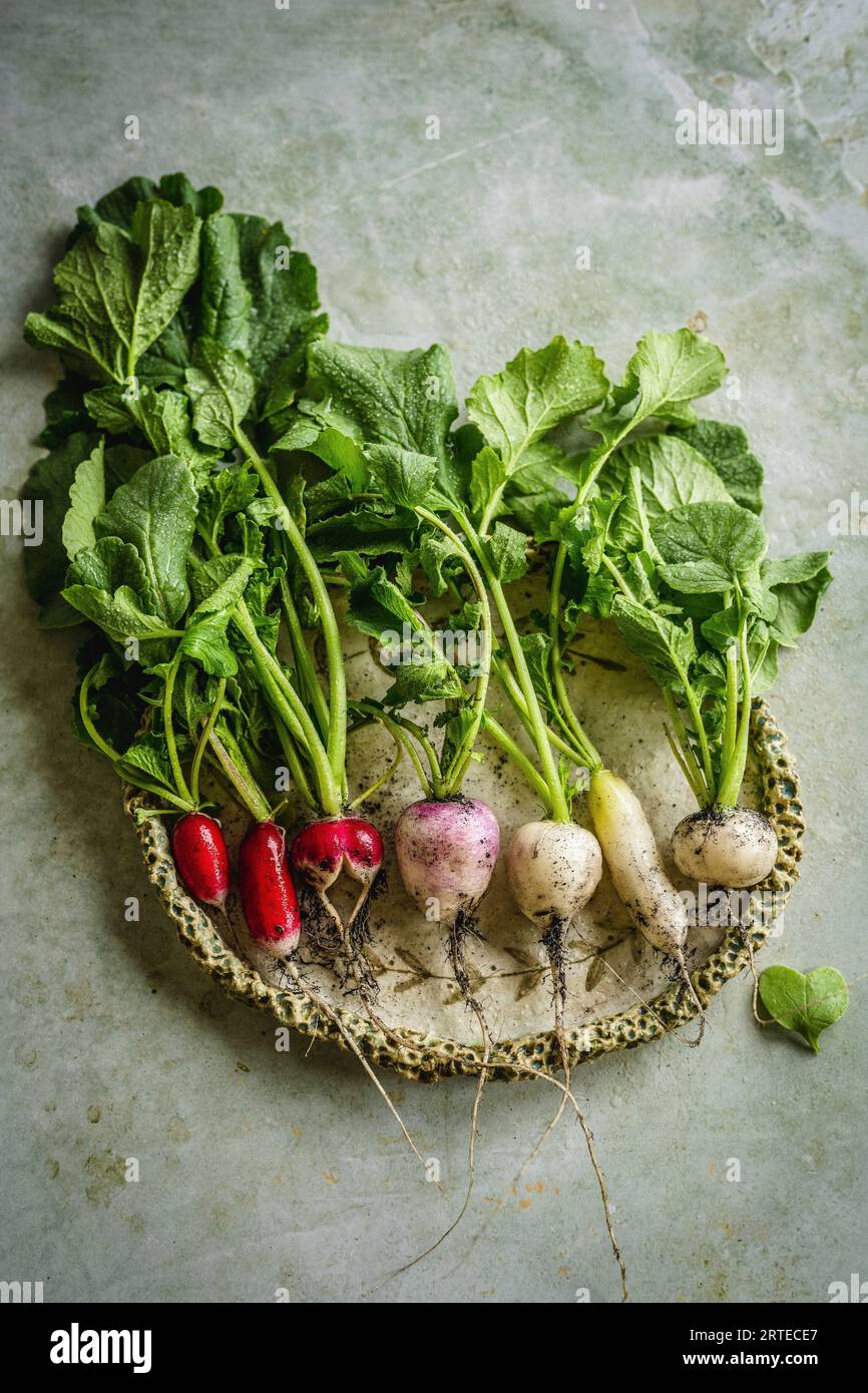 Radishes in different shapes and colours Stock Photo - Alamy