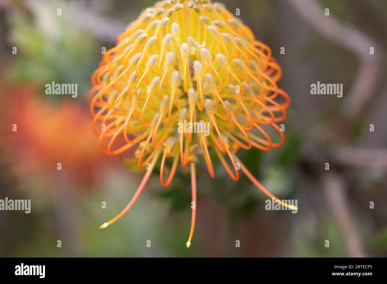 Close-up detail of a yellow and orange, Leucospermum, Proteaceae ...