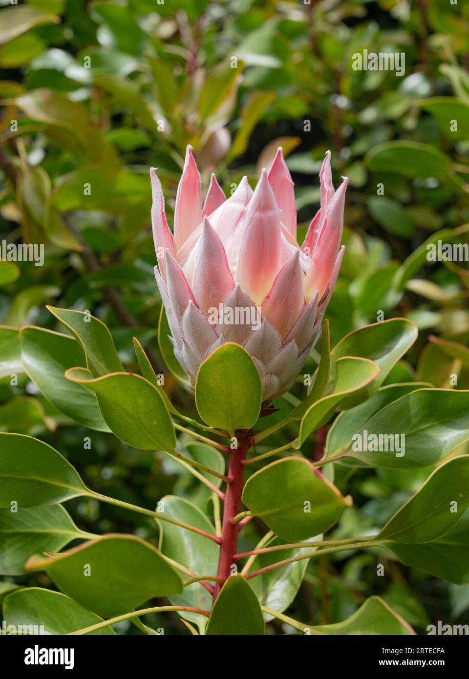 Close-up of a Pink King Protea (Protea cynaroides); Maui, Hawaii ...
