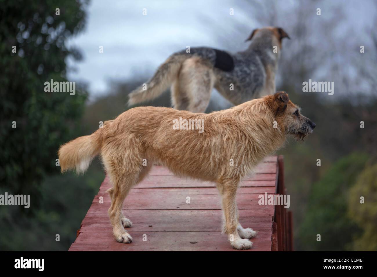 two dogs in profile on a bridge look at the horizon Stock Photo - Alamy