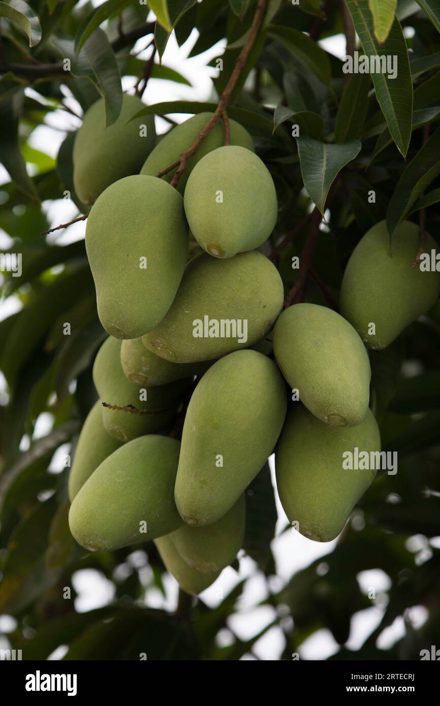 Mango tree cultivation hi-res stock photography and images - Alamy