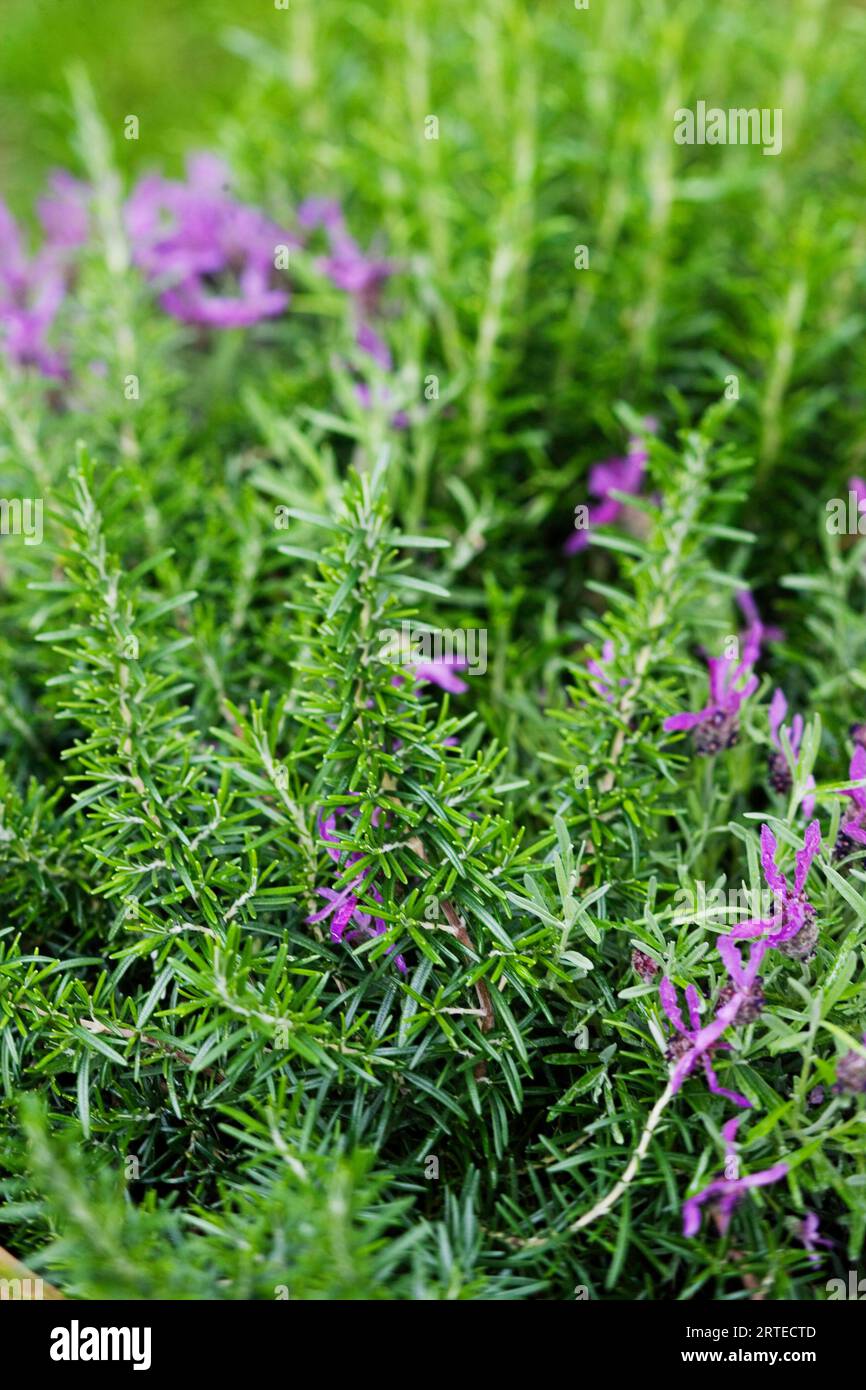 Rosemary flower soft hi-res stock photography and images - Alamy