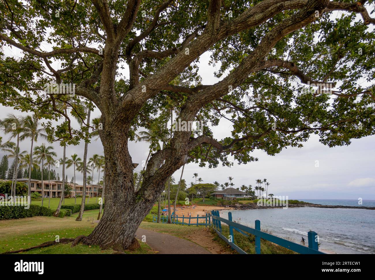 Large tree on an oceanfront walkway along the shore in front of a hotel ...