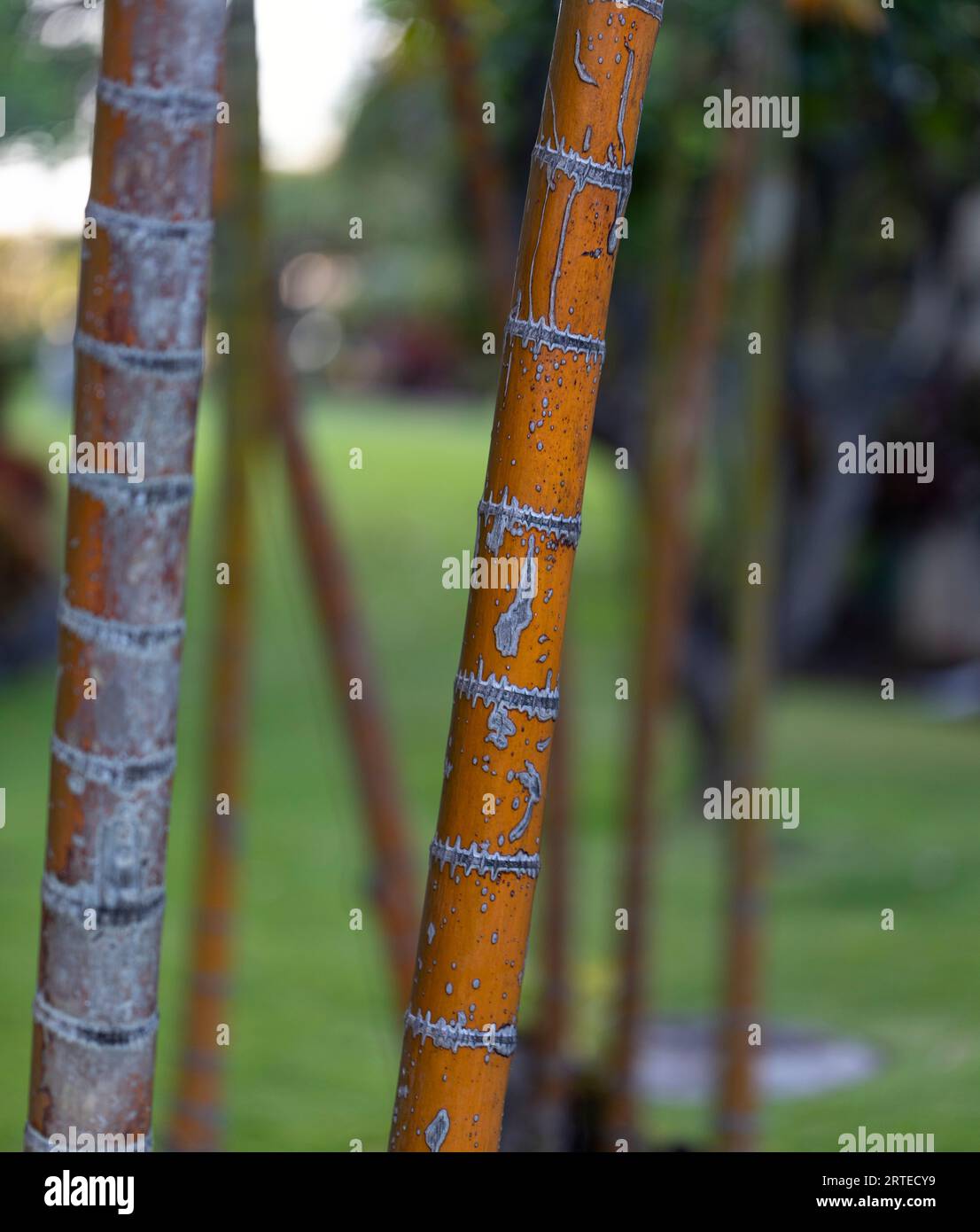 Close-up of bamboo tree trunks in Kihei; Maui, Hawaii, United States of ...
