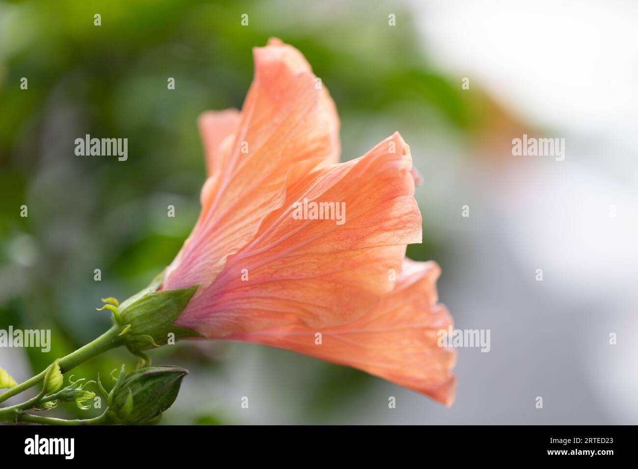 Hibiscus flower bud opening in hi-res stock photography and images - Alamy