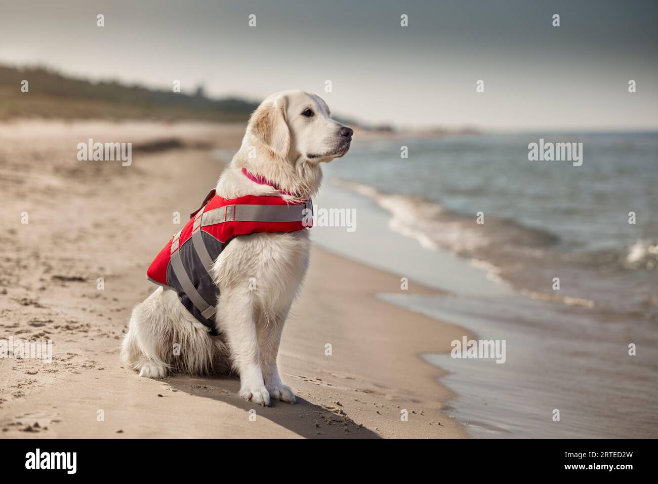 A golden retriever rescue dog in a red and gray lifejacket. He is ...