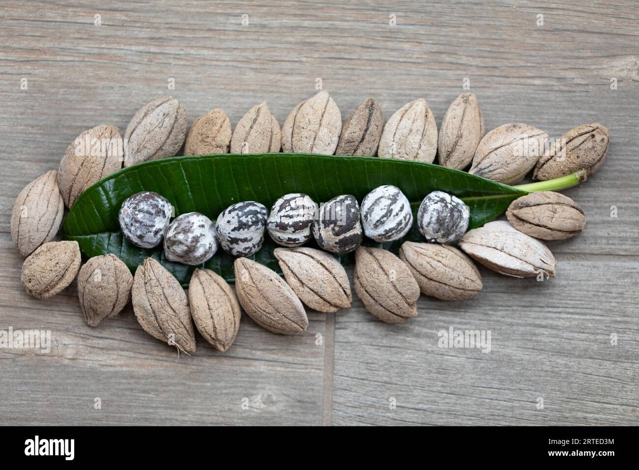 Surrounding a large seed hi-res stock photography and images - Alamy