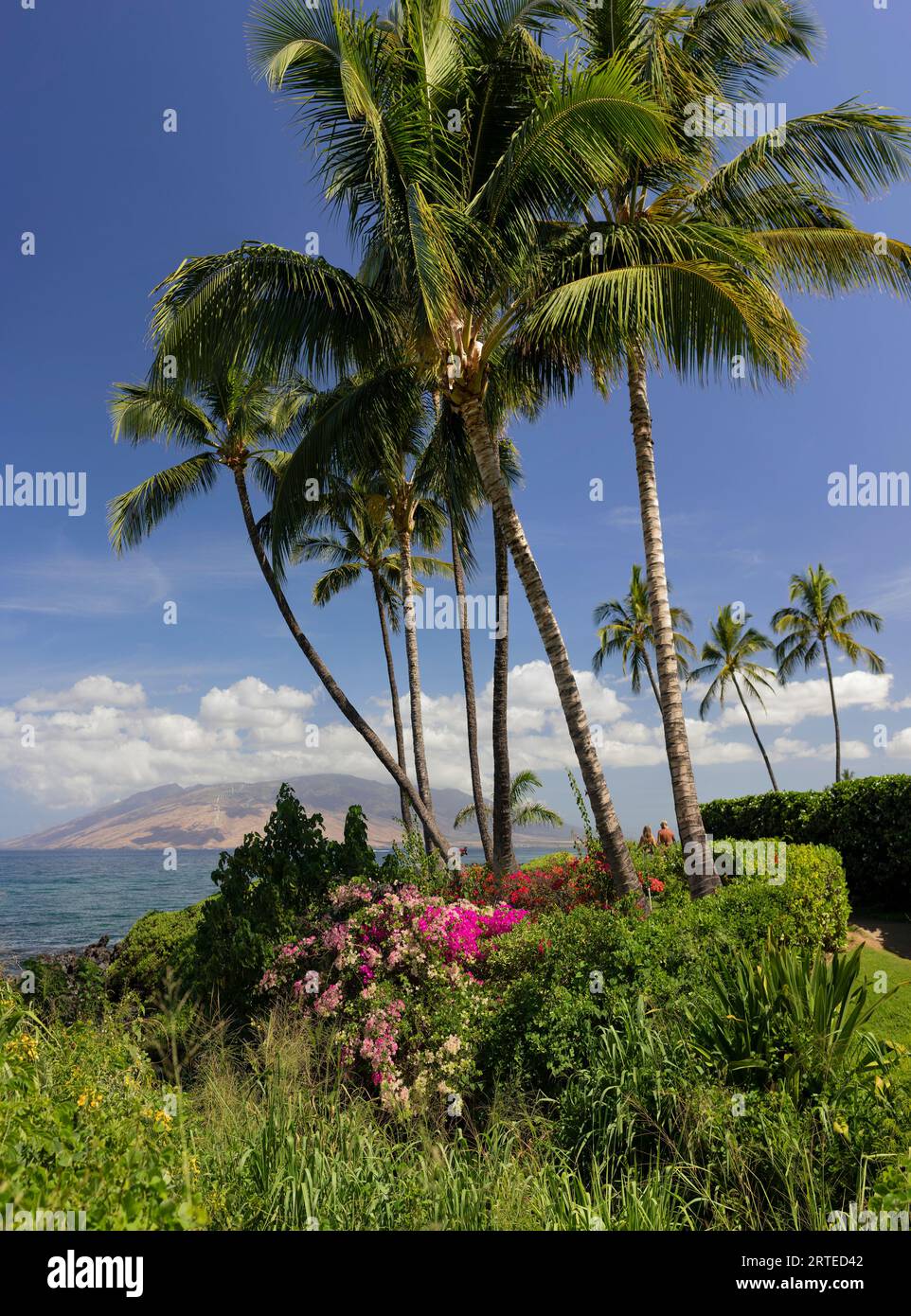Palm trees and flowering plants along the beachfront walkway in the ...