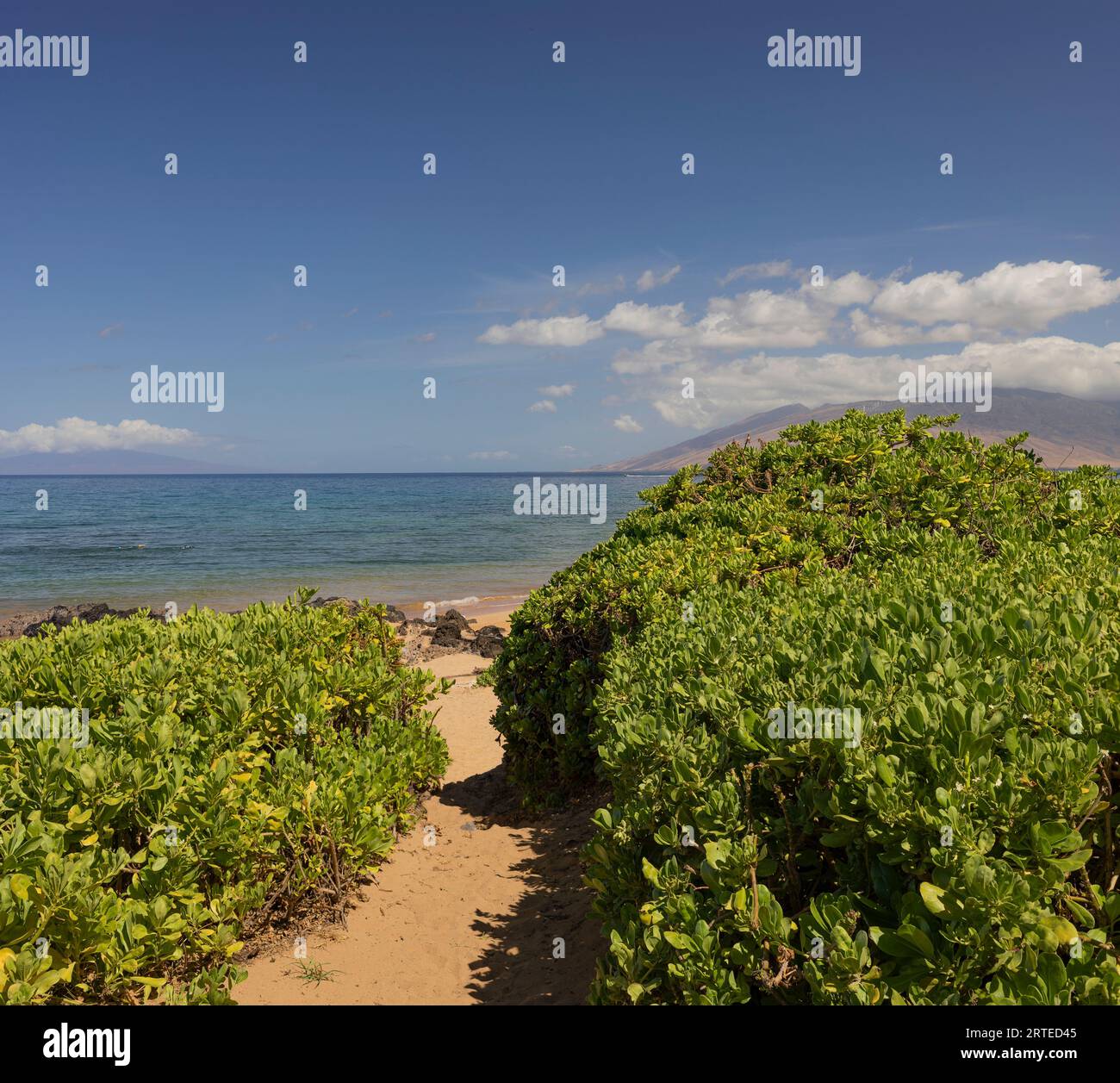 Secluded, sandy pathway through the green foliage to the beach along ...
