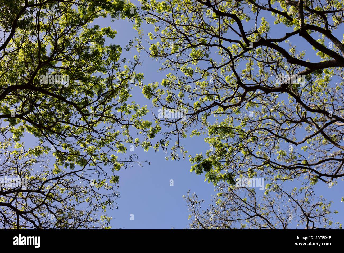 View looking up through foliage and tree branches to a bright, blue sky ...