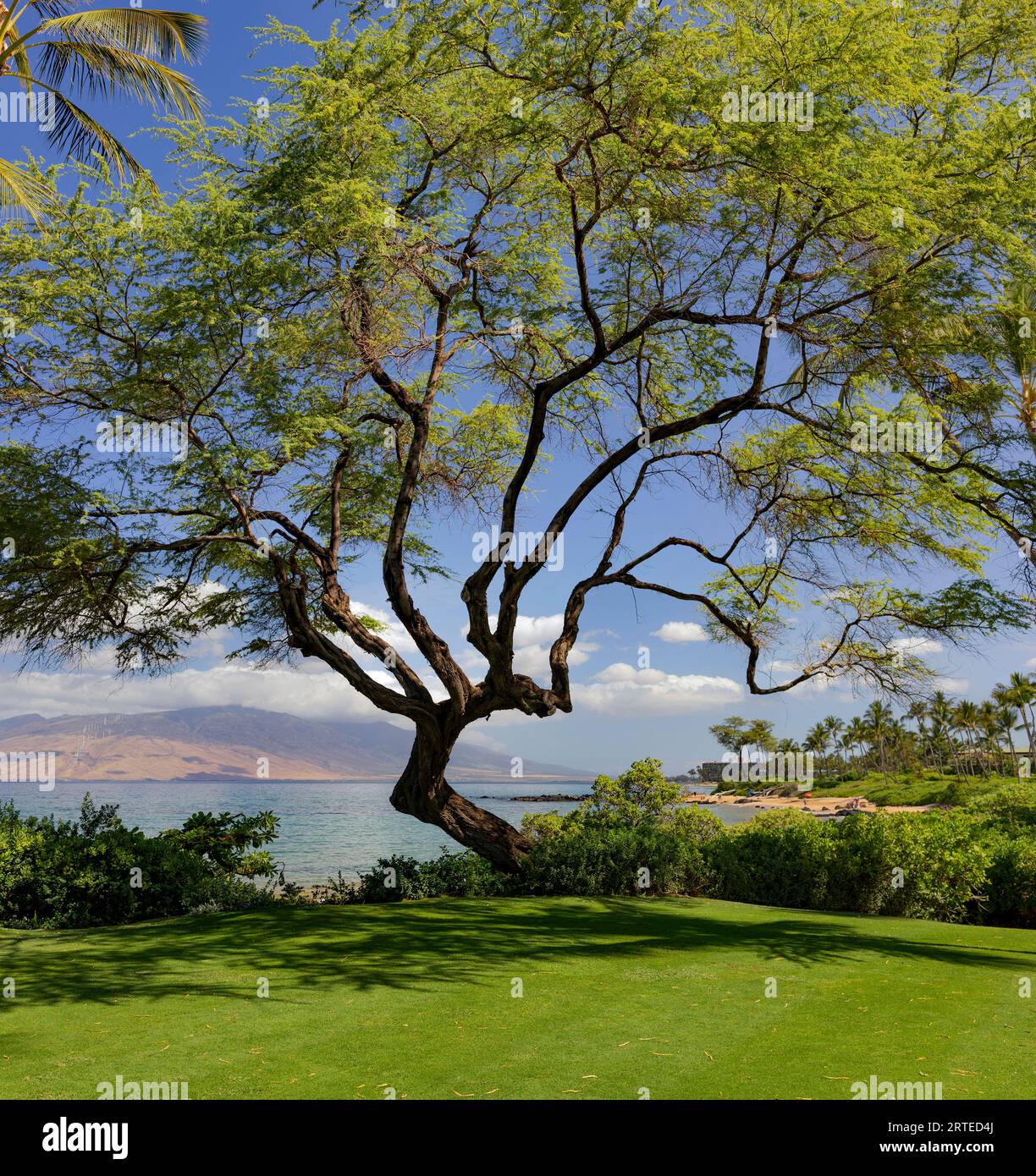 Beautiful, large tree at the edge of a grassy lawn along the beachfront ...
