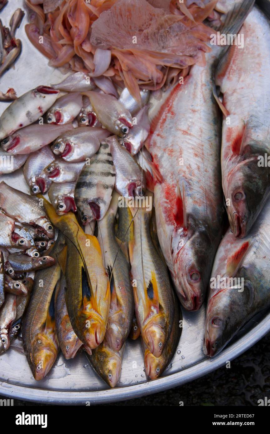 Different varieties of fishes hi-res stock photography and images - Alamy