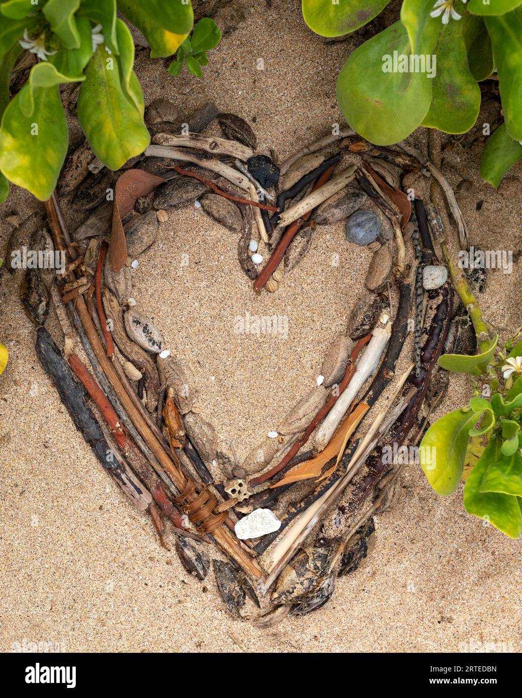 Seed pods detail hi-res stock photography and images - Alamy