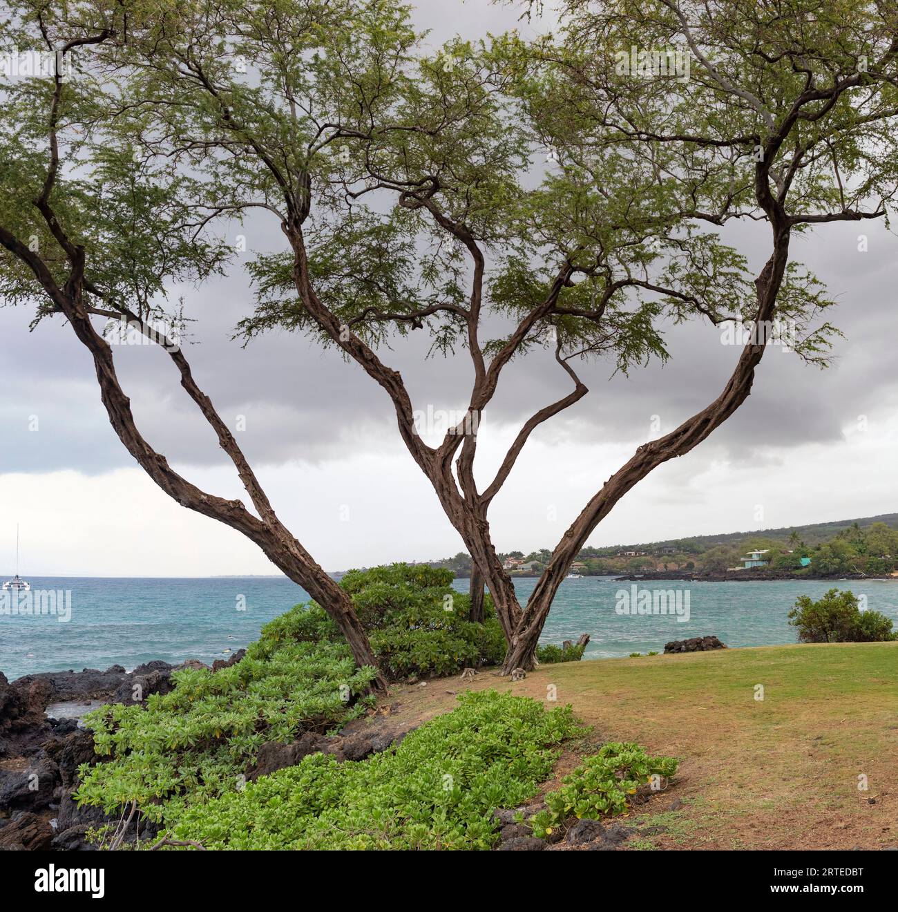 Large tree on the edge of the shoreline with view of the Pacific Ocean ...