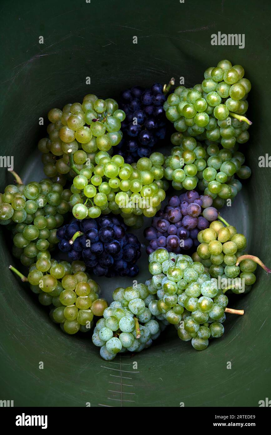 Different kinds of grapes Stock Photo - Alamy