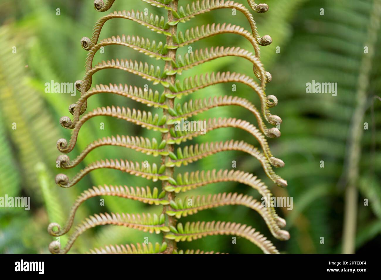 Close-up detail of a green, fern leaf with curled edges at Kula ...
