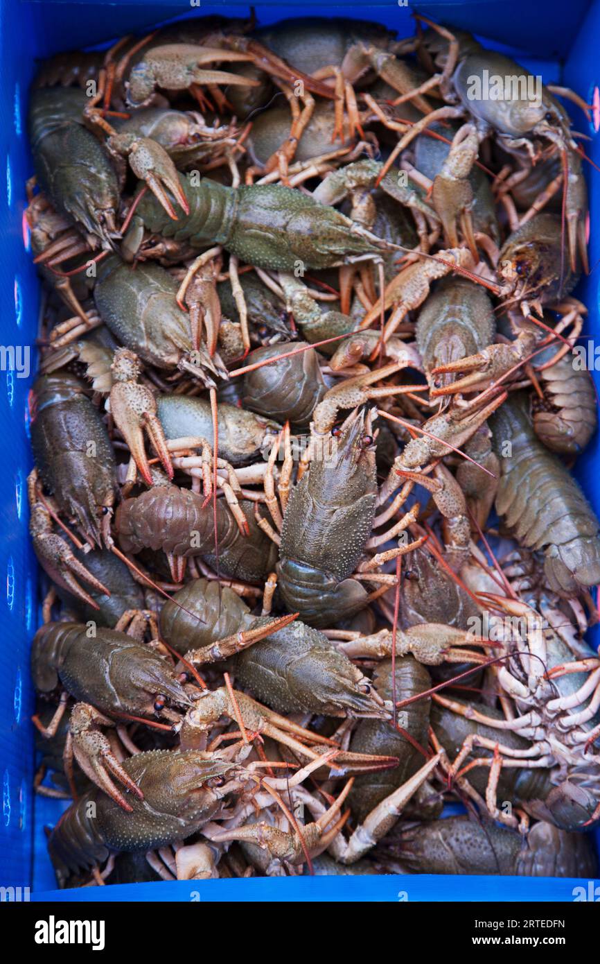 A blue crayfish hi-res stock photography and images - Alamy