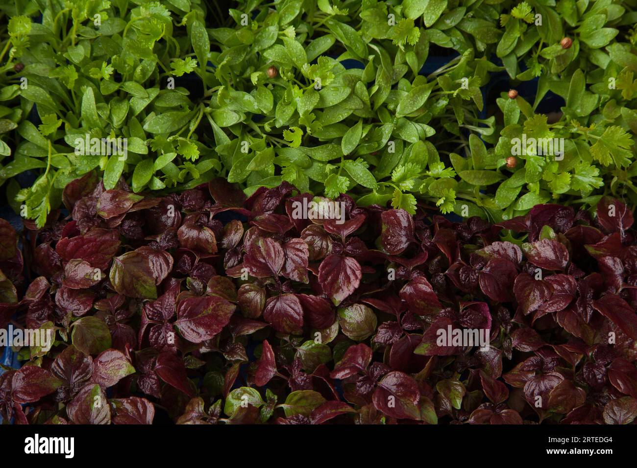 Different types kinds varieties hi-res stock photography and images - Alamy