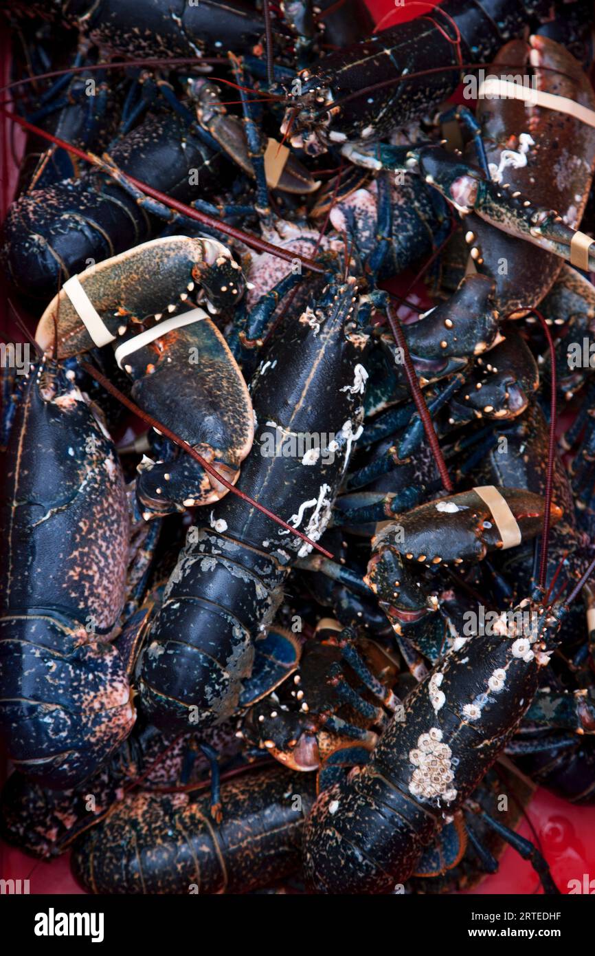 Breton lobster hi-res stock photography and images - Alamy